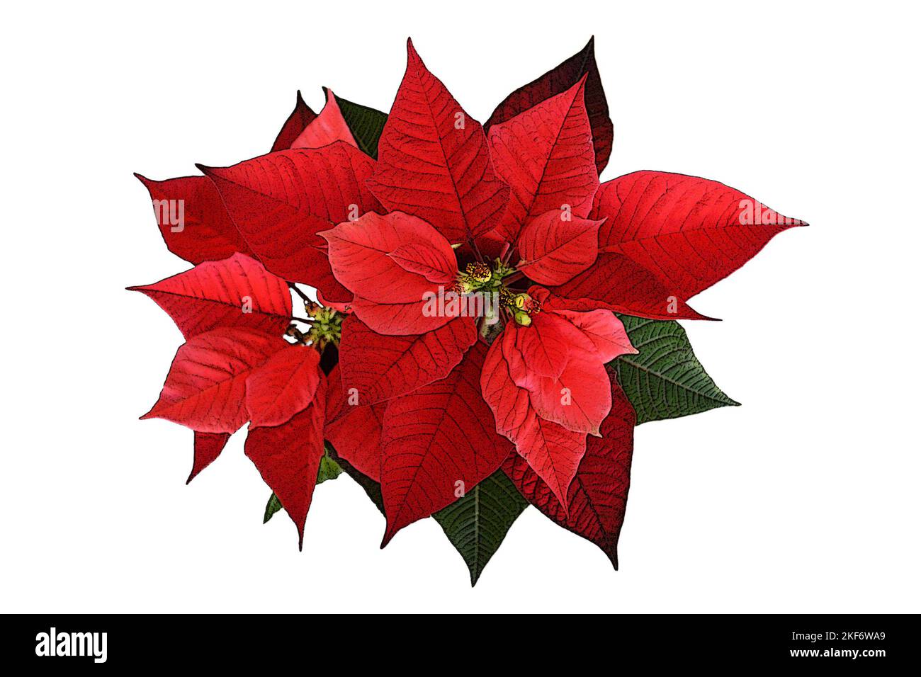 Red Christmas poinsettia flower isolated on white background Stock ...