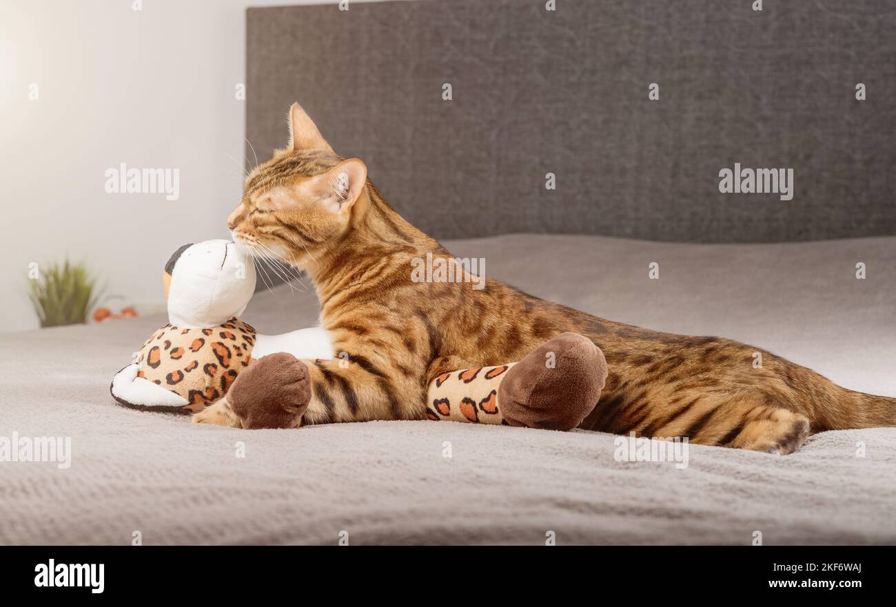 A bengal cat in love licks or kisses and hugs a toy leopard at home ...
