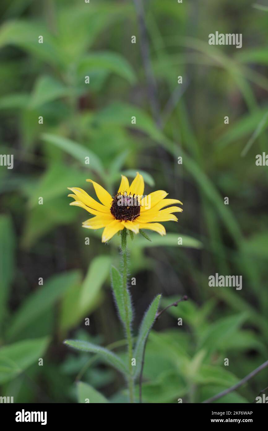 Fresh flowers growing in the morning flower garden Stock Photo - Alamy