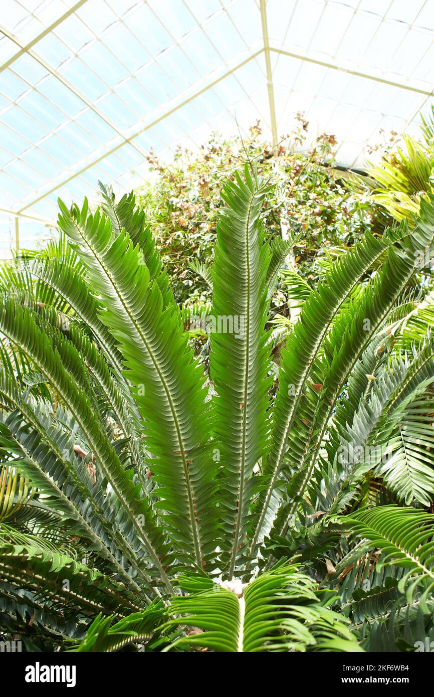 Close up bouquet tropical hi-res stock photography and images - Alamy