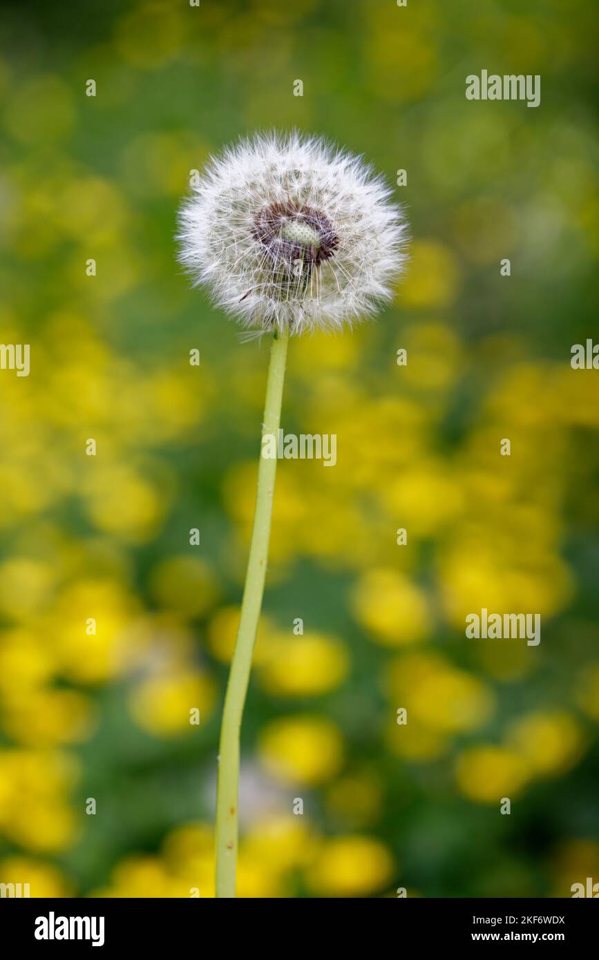 Dandelion stalk hi-res stock photography and images - Alamy