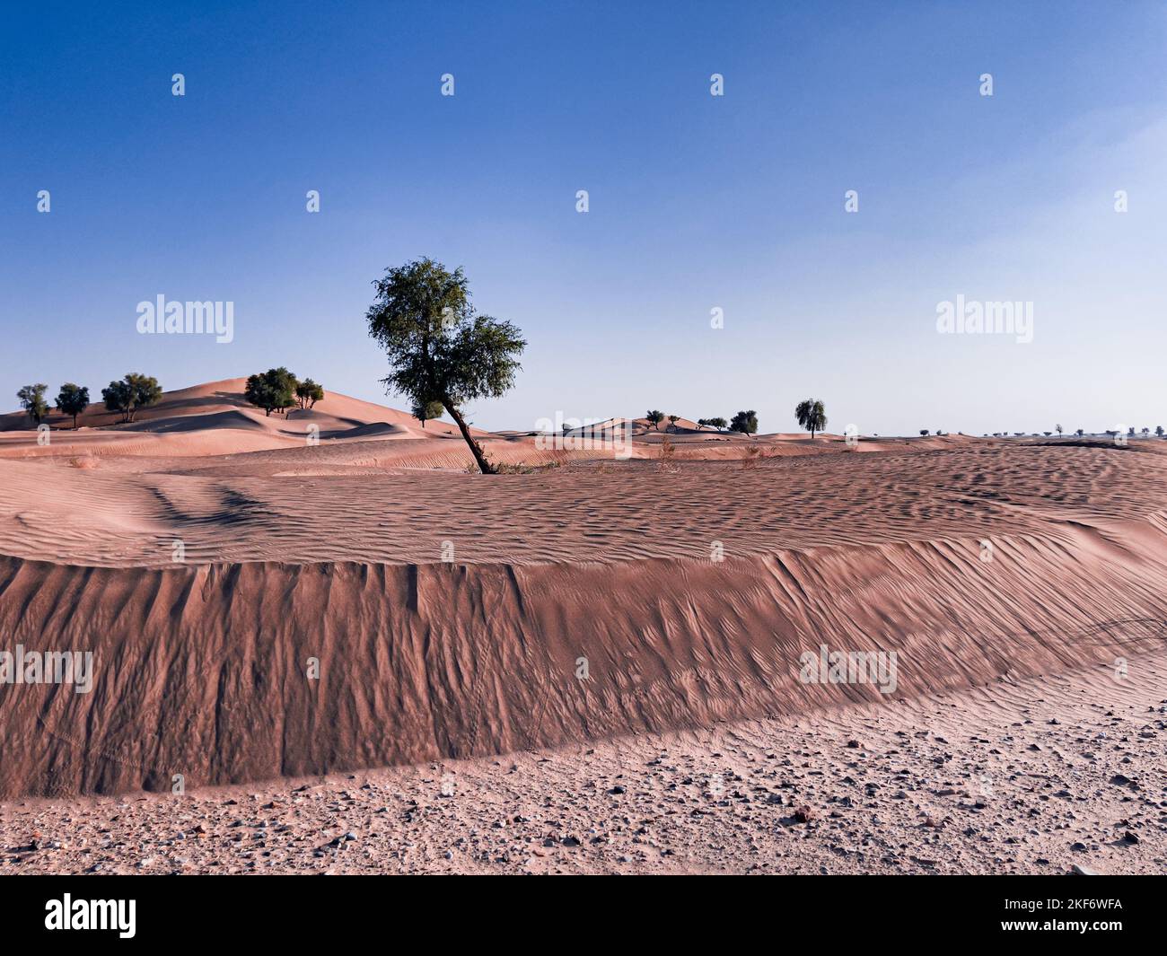 The trees in a sandy deserted area Stock Photo - Alamy