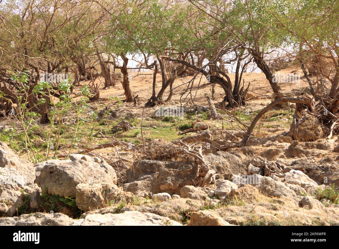 Wadi darbat park hi-res stock photography and images - Alamy