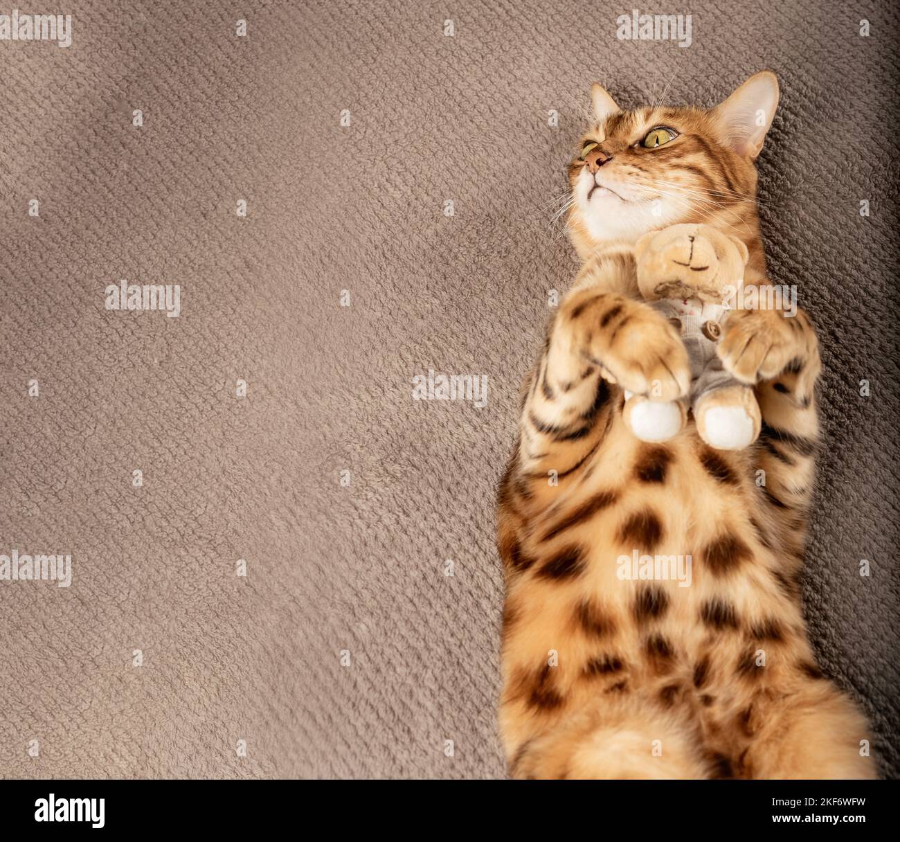 Adorable cat hugging his soft toy while lying on a blanket. Bengal cat ...