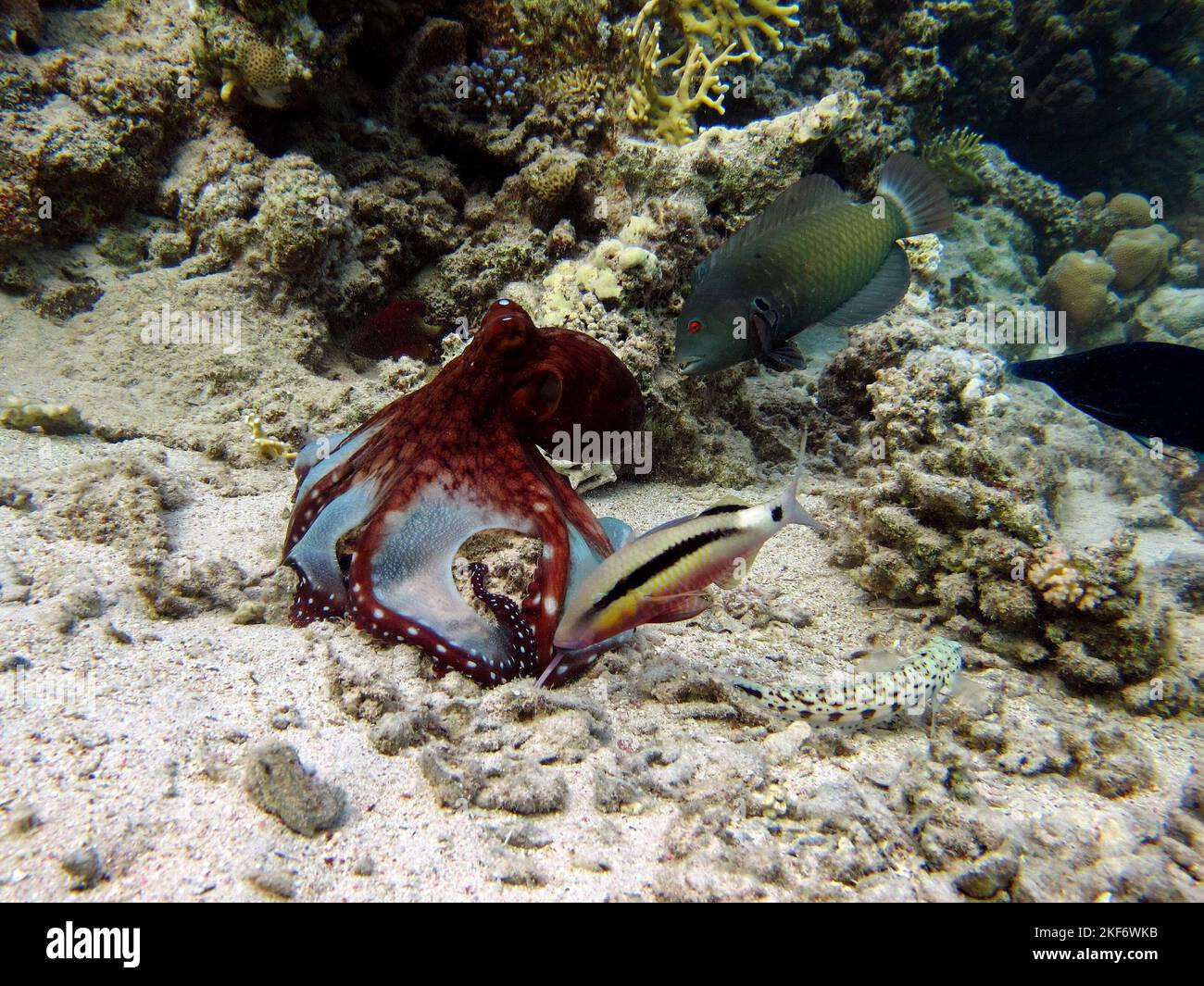 Big Blue Octopus (Octopus cyanea) Octopus. Big Blue Octopus on the Red ...