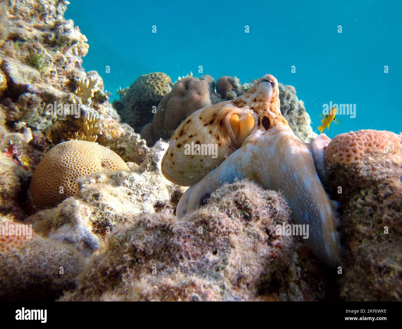 Big Blue Octopus (Octopus cyanea) Octopus. Big Blue Octopus on the Red ...