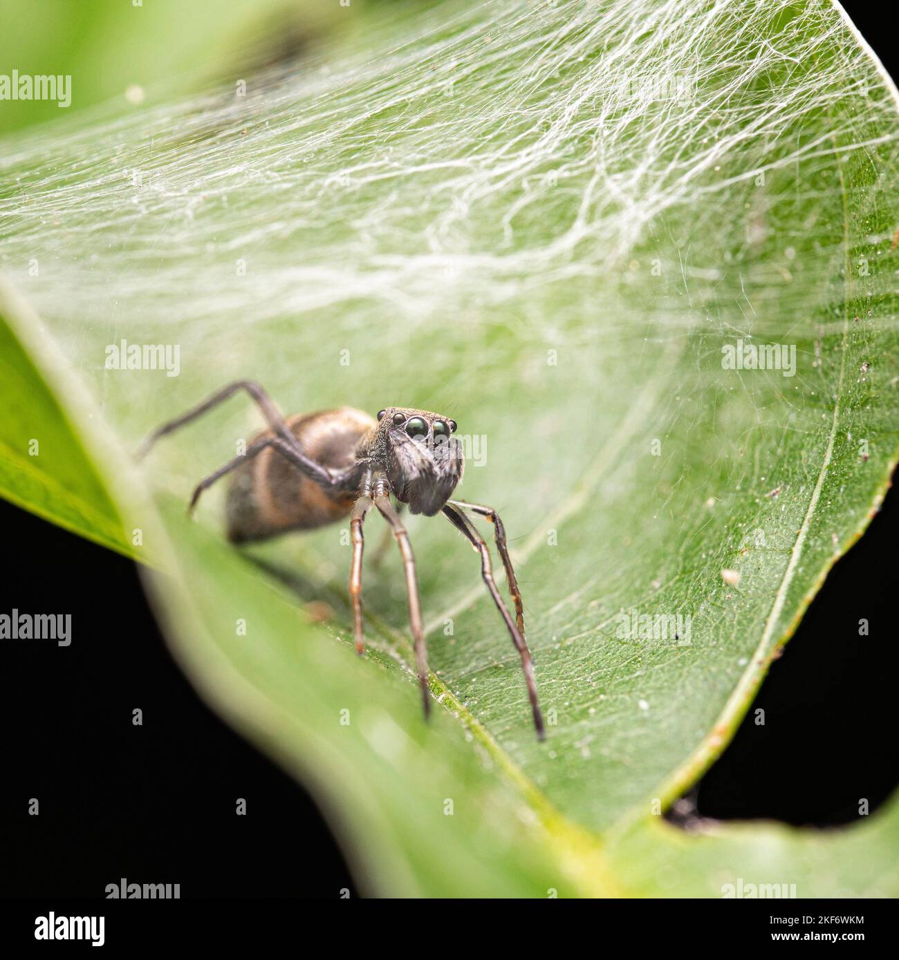 Jumping spider genus Sarinda in Brazil, Coco State Park, Fortaleza ...