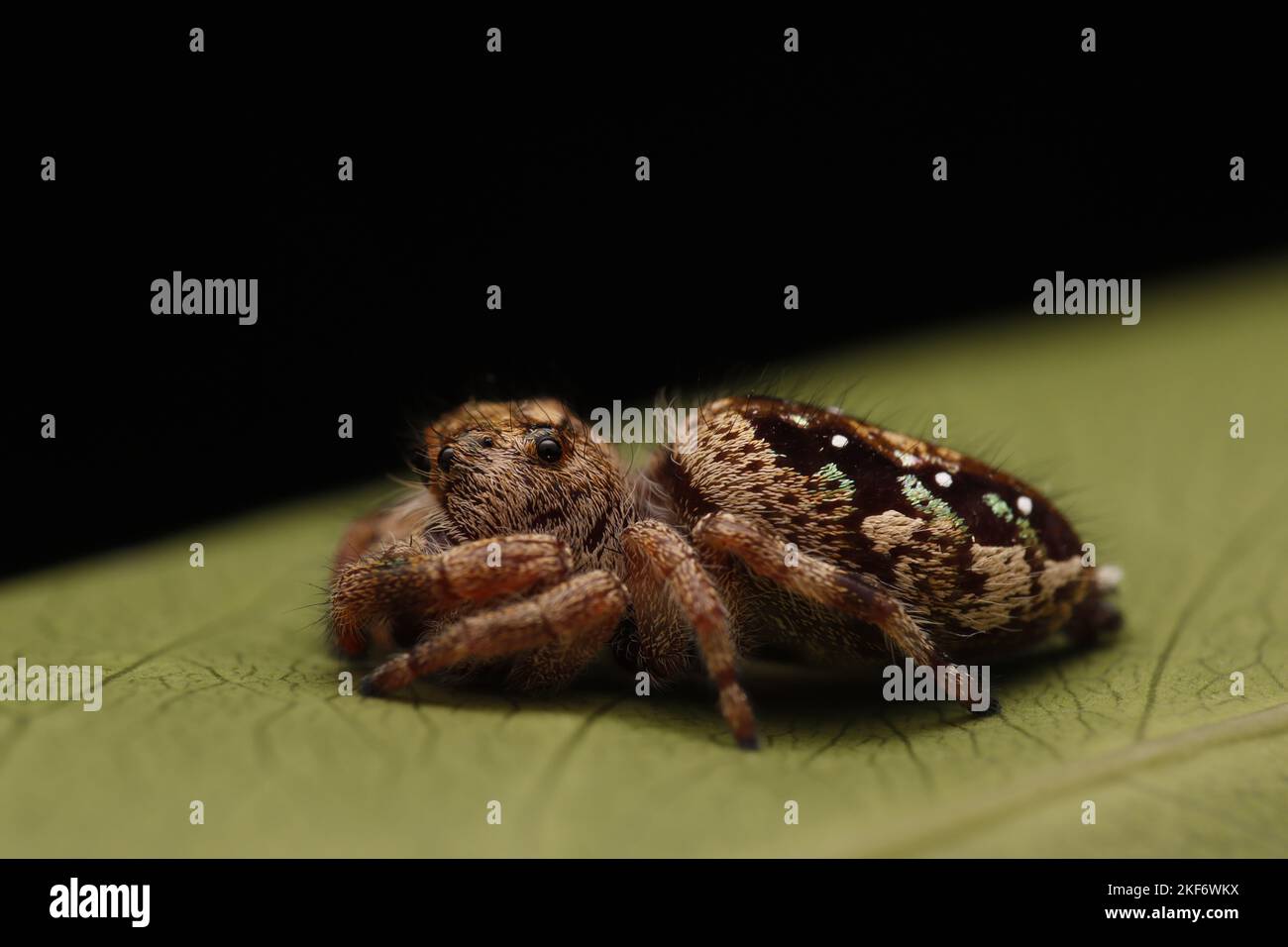 Jumping spider genus Metaphidippus in Coco State Park, Brazil Stock ...