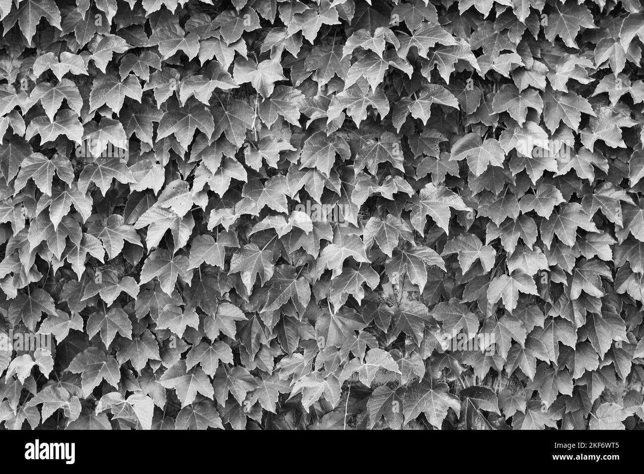 Leafy ivy covered wall with lots of leaves in a black and white ...