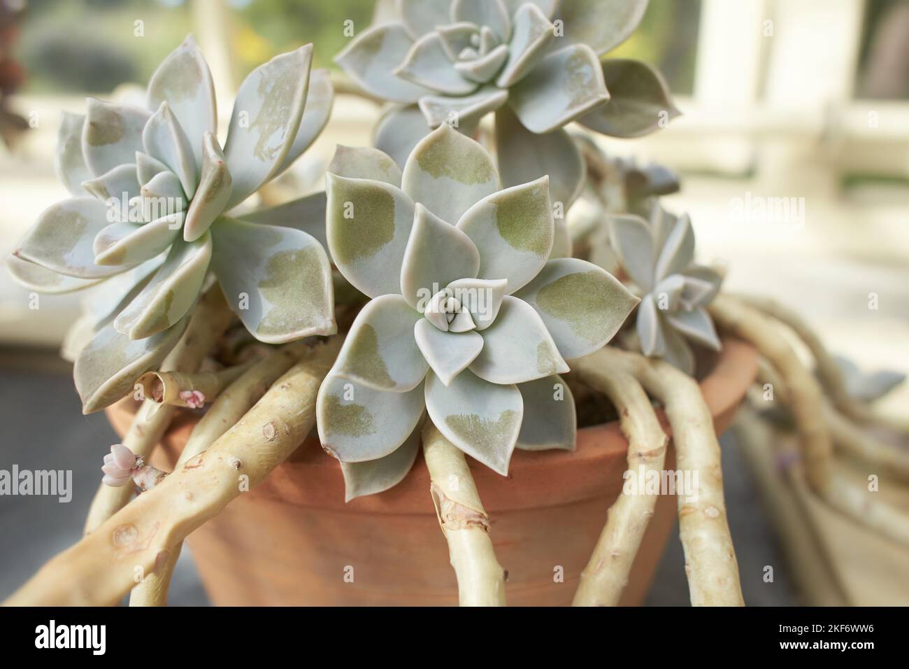 Graptopetalum paraguayense in the garden. Summer and spring time Stock ...