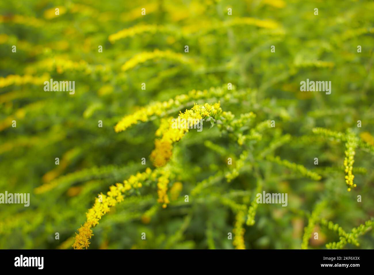 Yellow flowers of Wrinkleleaf goldenrod in the garden. Summer and ...