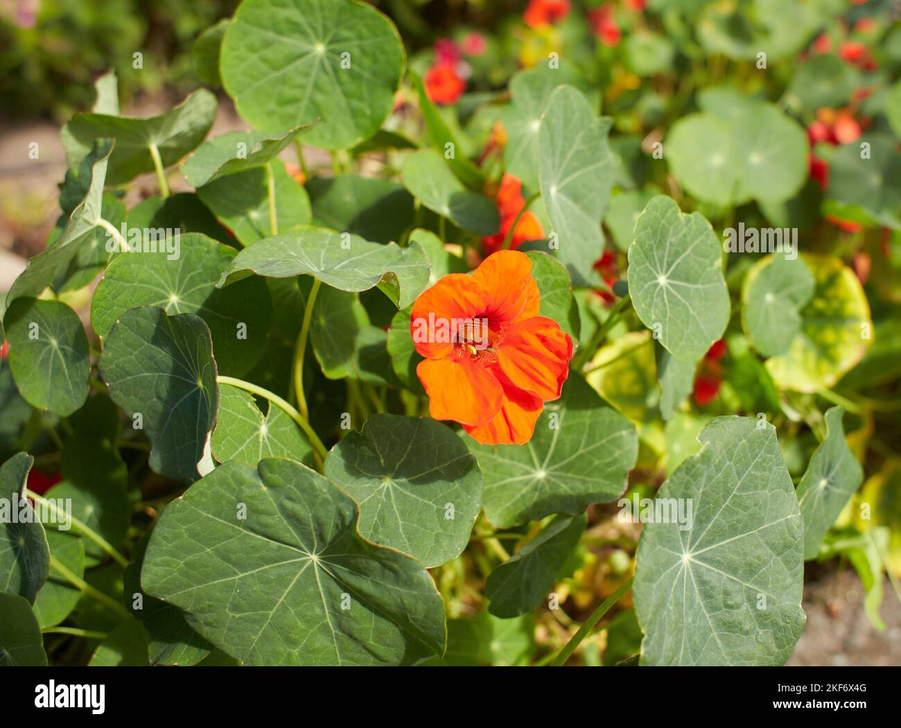 Capucine flower hi-res stock photography and images - Alamy