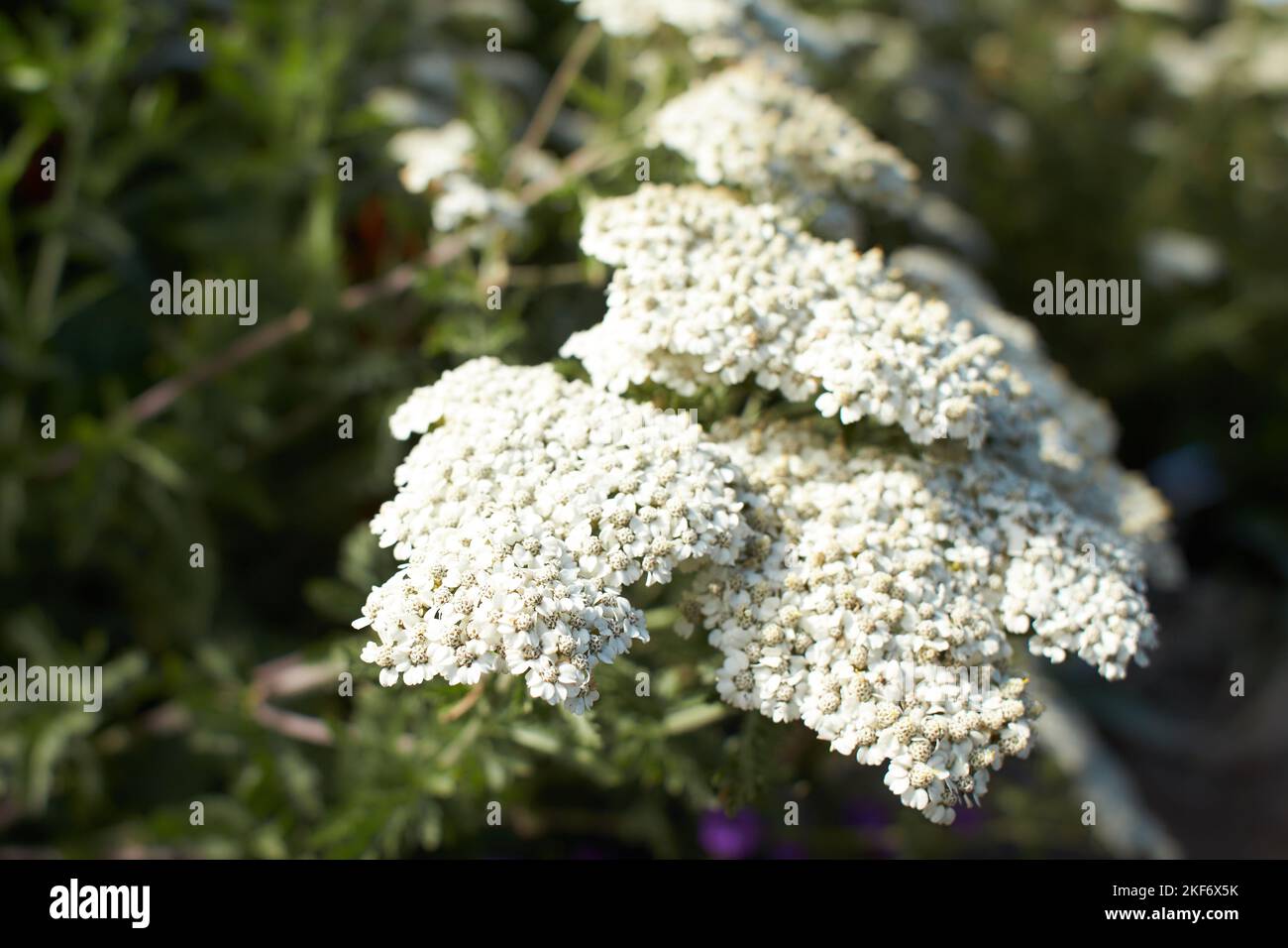 White flowers of asteraceae achillea distans in the garden. Summer and ...