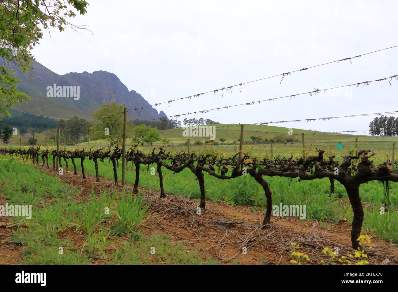 Vibrant Landscape with vineyards and Mountains in the background, Cape ...