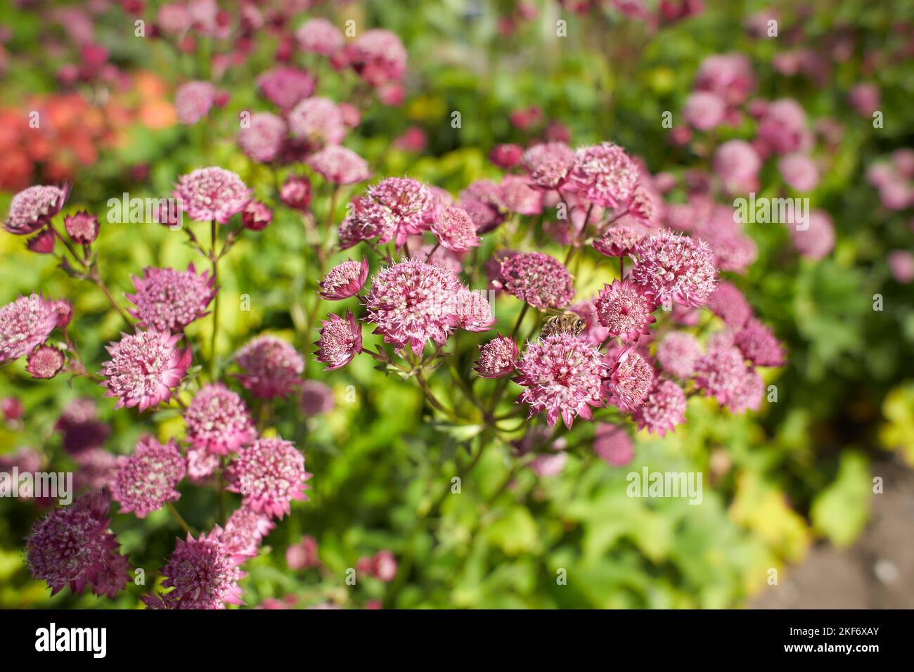 Pink astrantia flowers. Astrantia major Moulin Rouge Stock Photo - Alamy