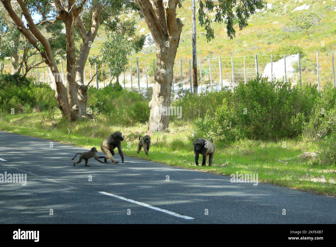 Baboons ( Papio ursinus ) strolling down the street in South Africa ...