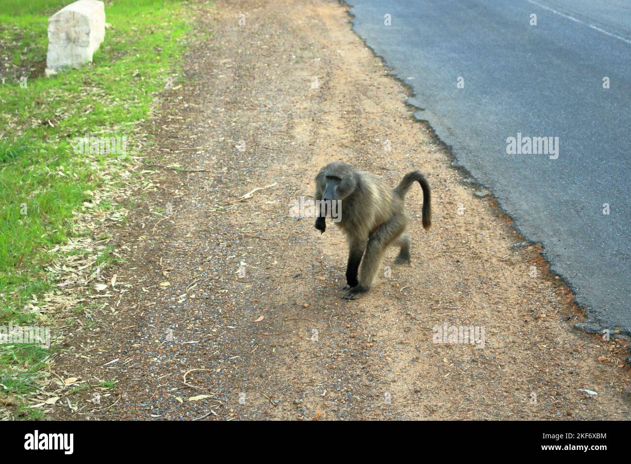 Baboons ( Papio ursinus ) strolling down the street in South Africa ...