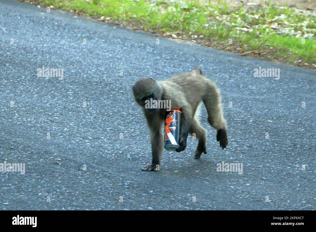 September 25 2022 - Cape Town, South Africa: Baboons ( Papio ursinus ...