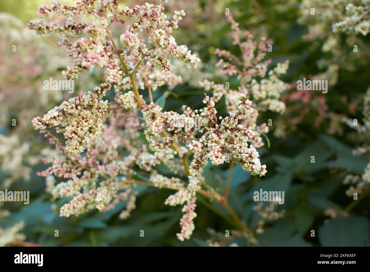 White flowers of polygonaceae persicaria polymarpha in the garden ...