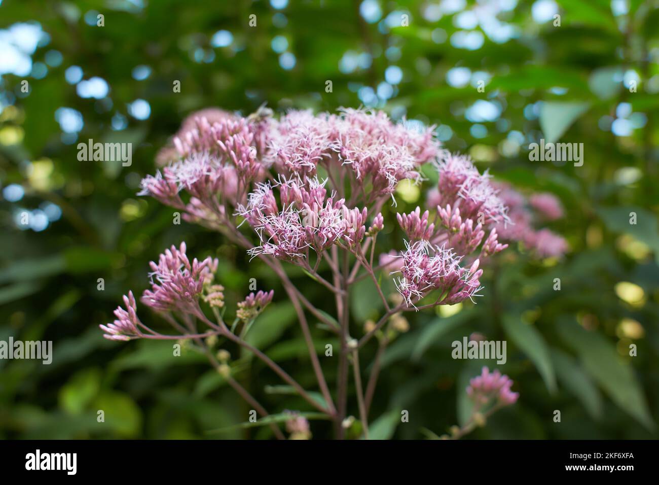 Pink flowers of joe pye weed in the garden. Summer and spring time ...
