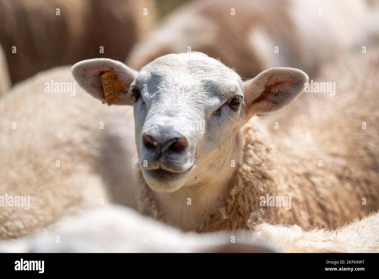 Katahdin sheep hi-res stock photography and images - Alamy