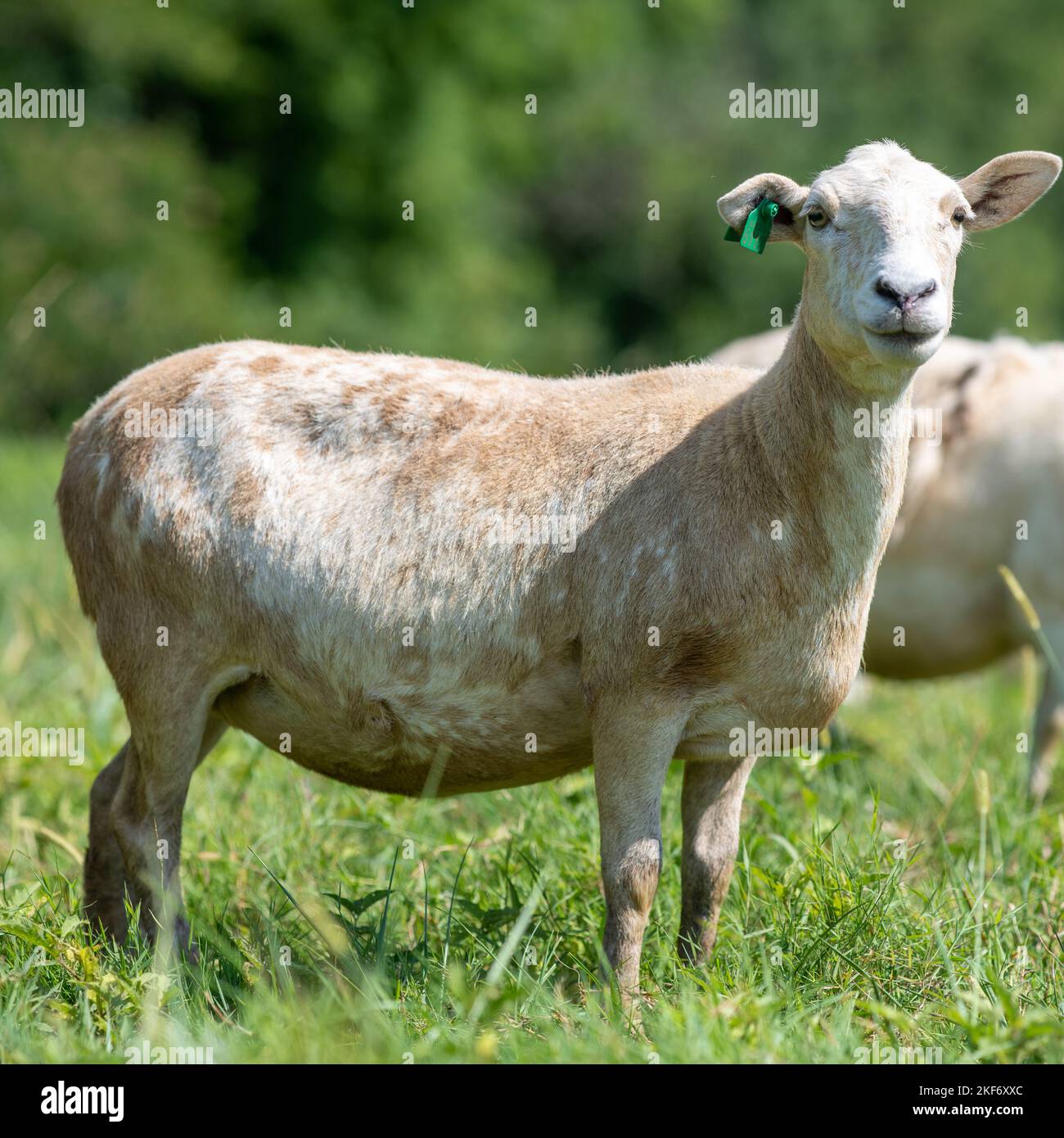 Katahdin sheep hi-res stock photography and images - Alamy