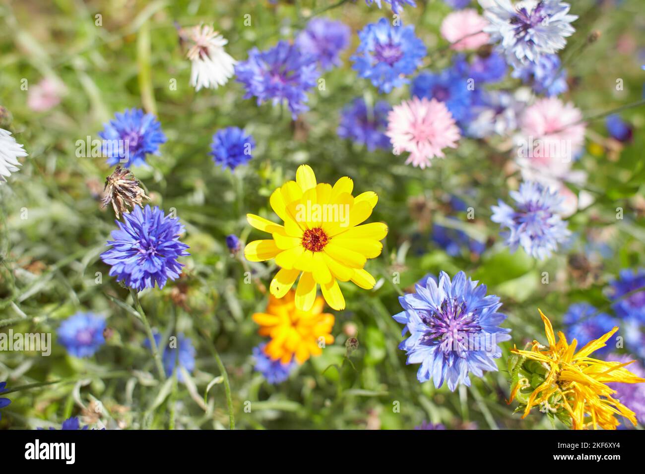 Blue flowers cornflowers in the garden. Cornflower in the flowerbed ...