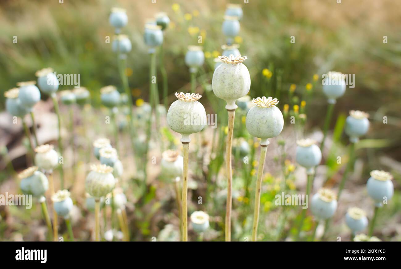 Dry fruit of Opium poppy head in the garden. Summer and spring time ...
