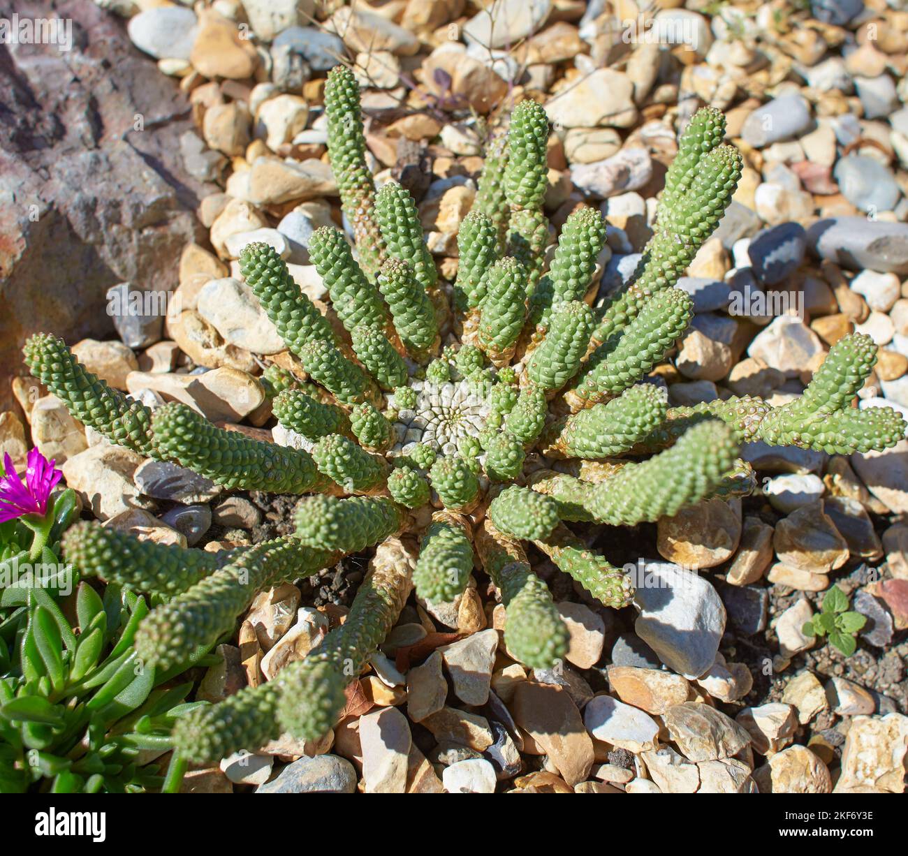 Cactus texture background, close up Stock Photo - Alamy