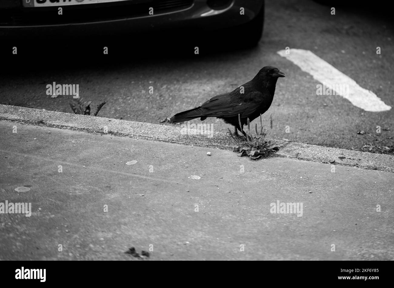 A grayscale of a black raven standing on a pedestrian walkway Stock ...