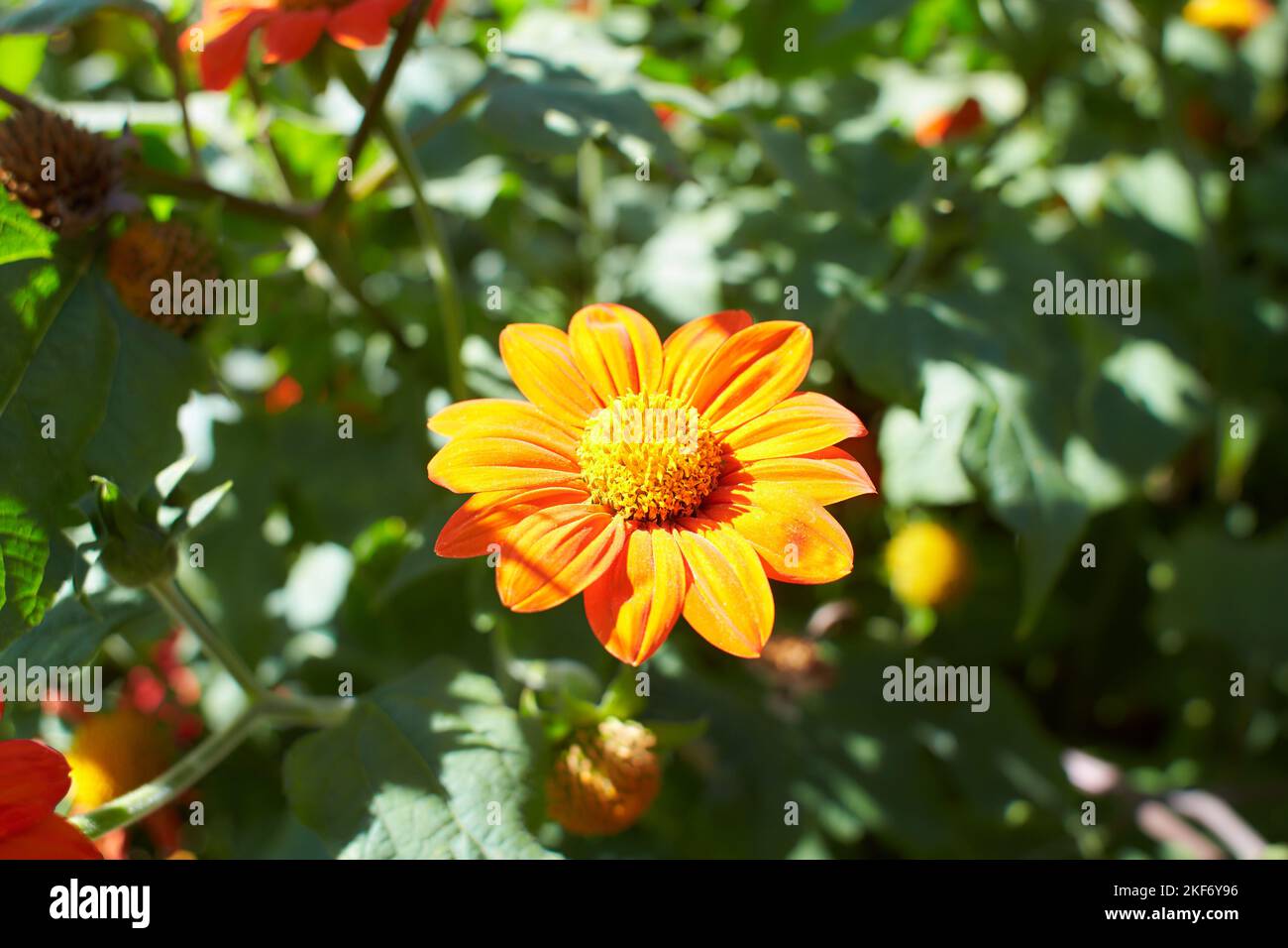 Yellow flowers of Mexican Sunflower in the garden. Summer and spring ...