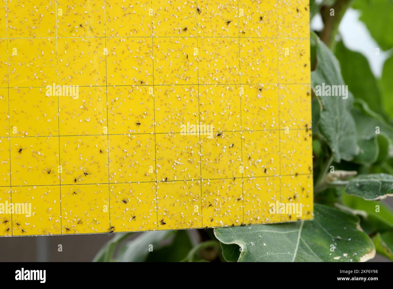 Fungus gnats hi-res stock photography and images - Alamy