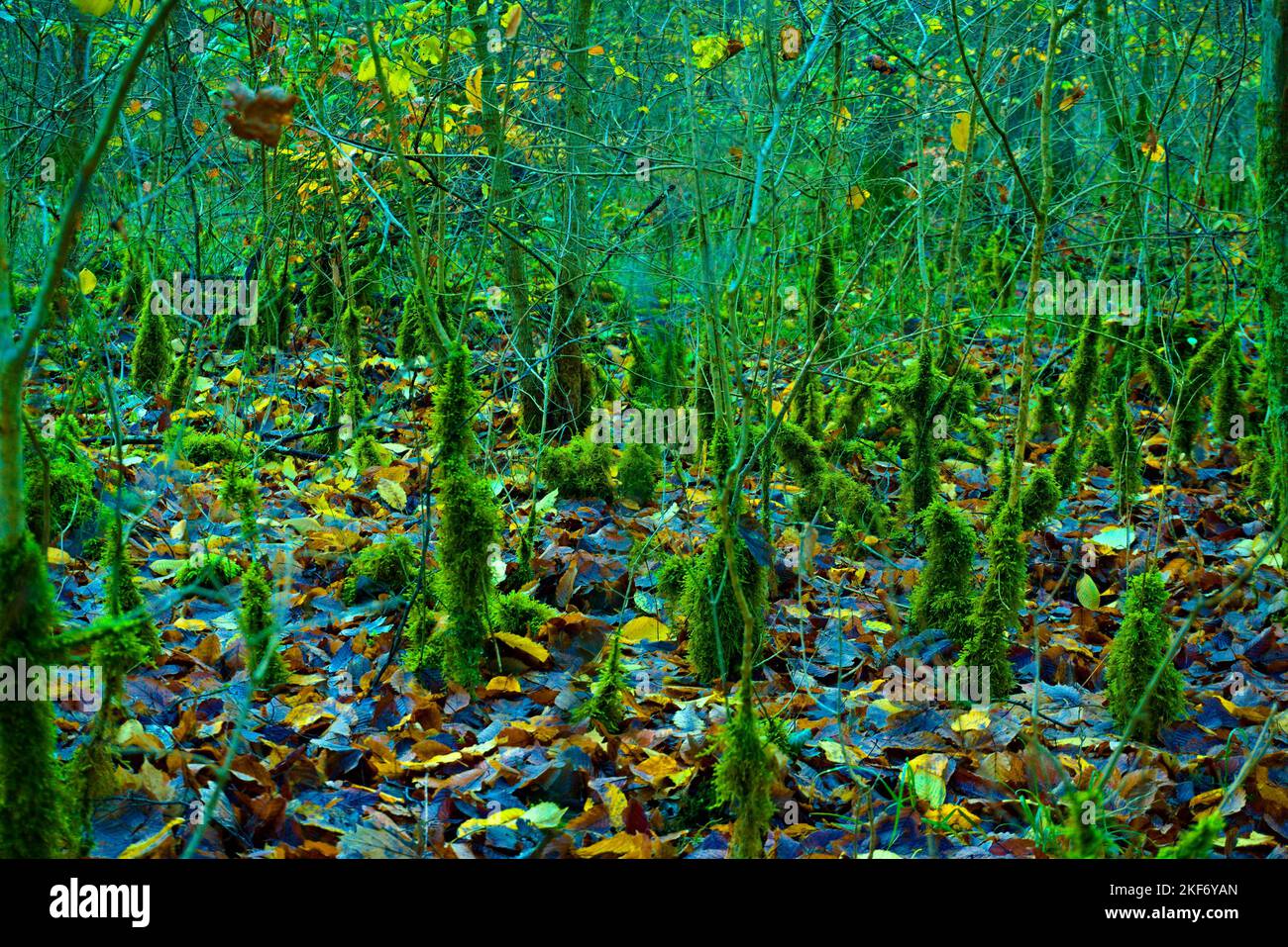 A pond covered with fallen autumn leaves and moss growth with green ...