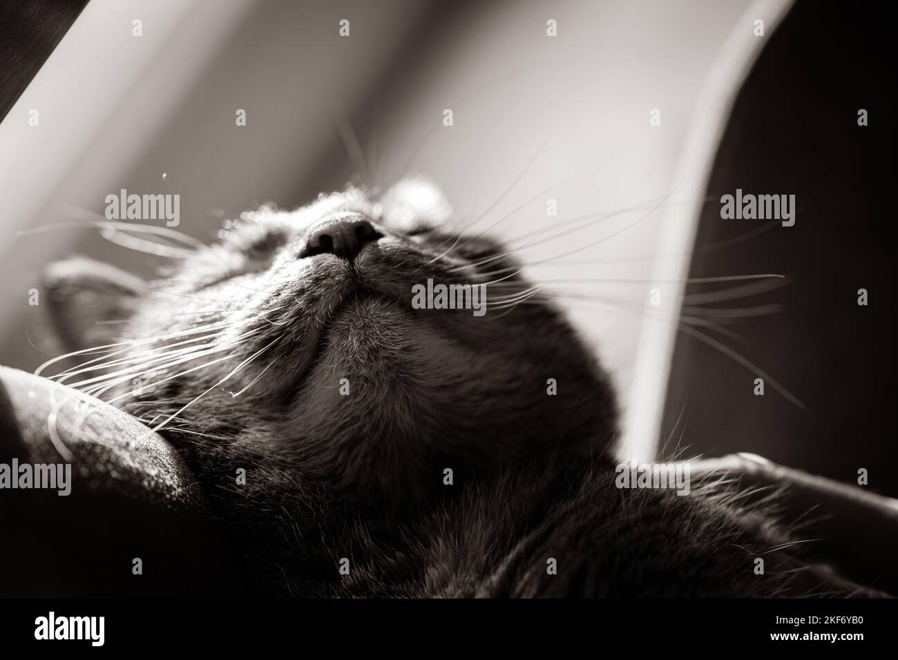 A grayscale closeup of a furry cat lying under the sunlight Stock Photo ...