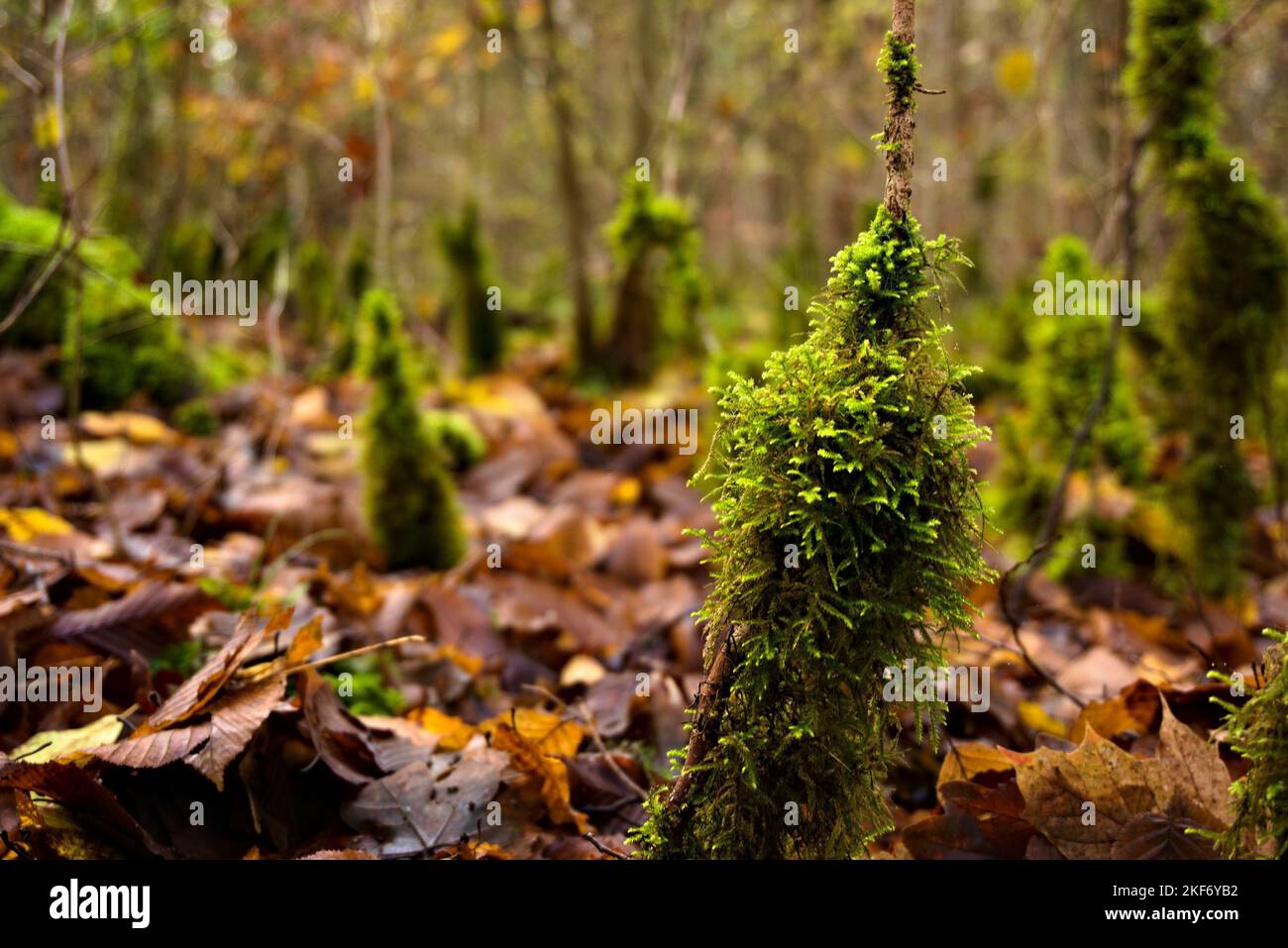A closeup shot of moss growing and surrounded by brown fall leaves in a ...