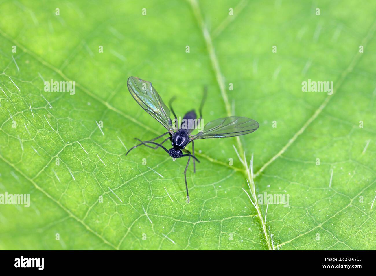 Fungus gnat insects hi-res stock photography and images - Alamy