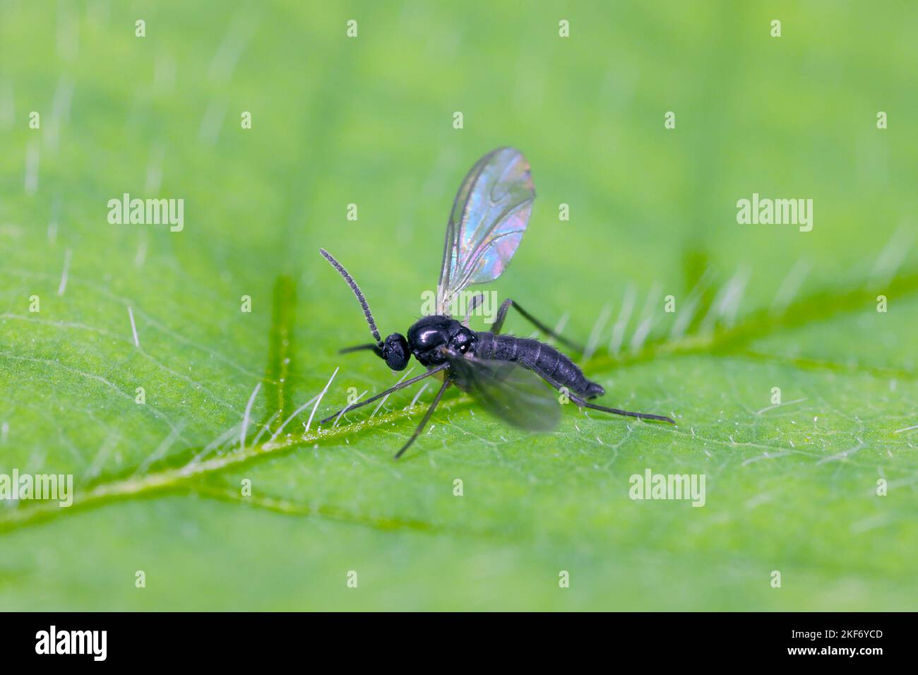 Dark-winged fungus gnat, Sciaridae on a green leaf, these insects are ...