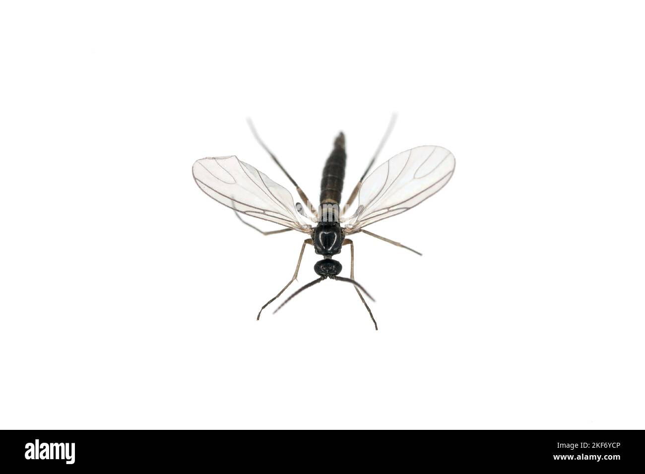 Dark-winged fungus gnat, Sciaridae isolated on white background, these ...