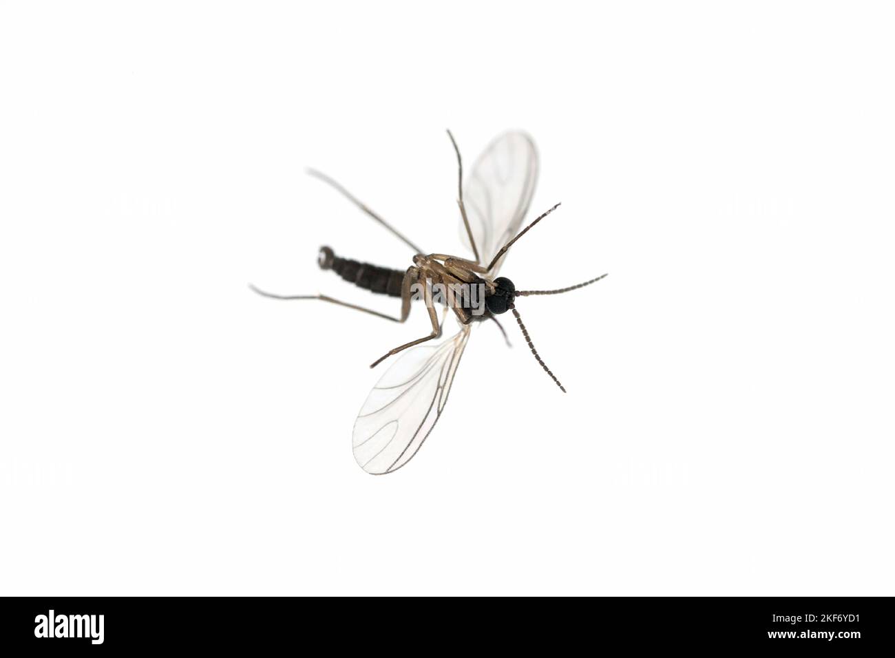 Dark-winged fungus gnat, Sciaridae isolated on white background, these ...