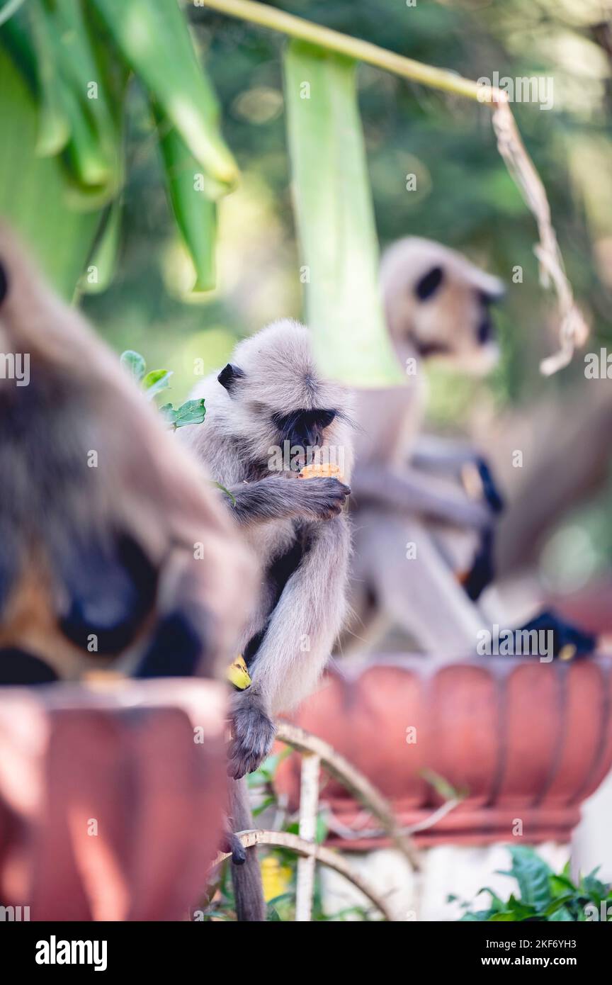 A vertical selective shot of a gray furry monkey eating at a Hindu ...