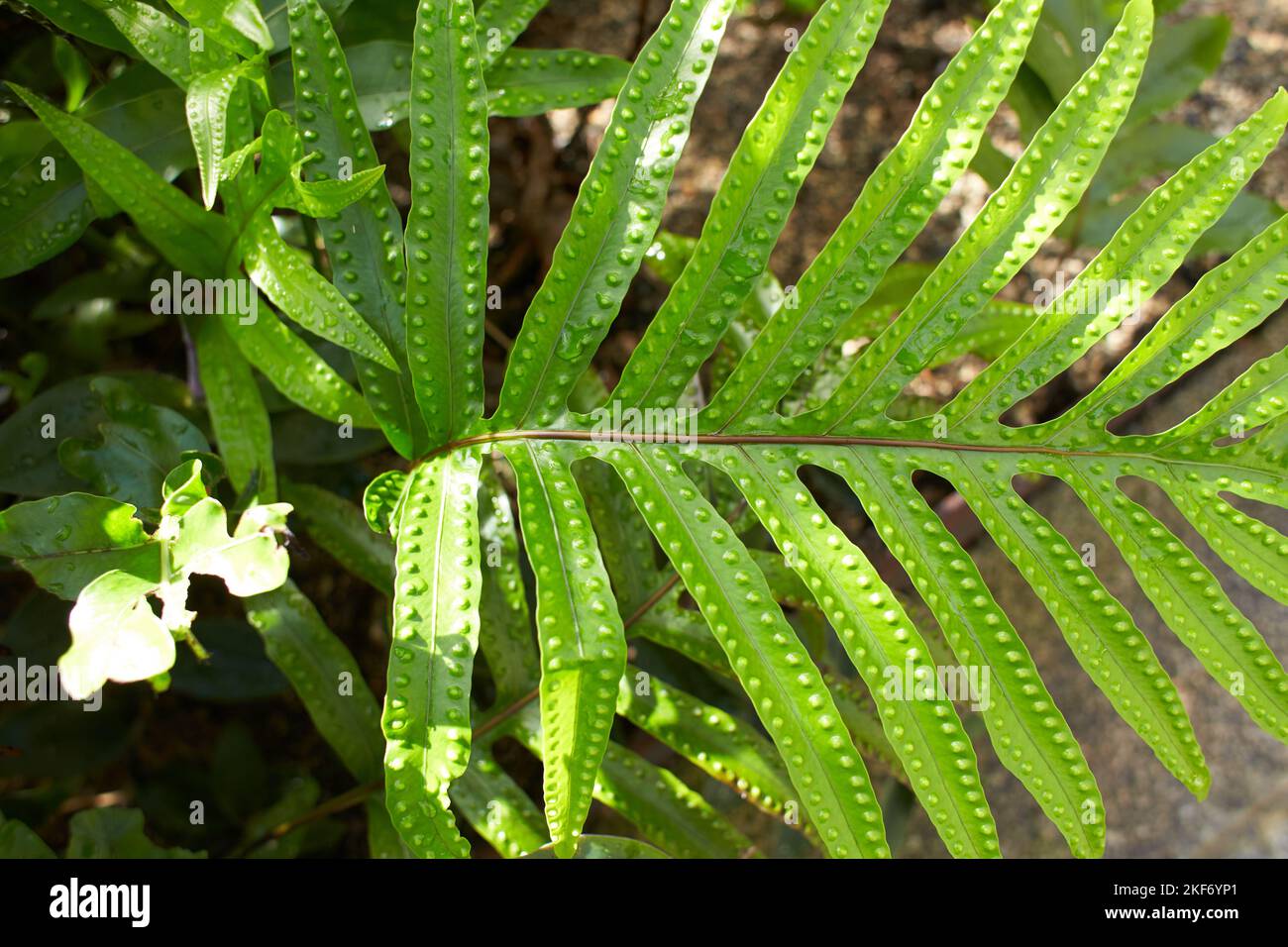 Leafs of Microsorum pustulatum KANGAROO FERN Polypodiaceae in the ...