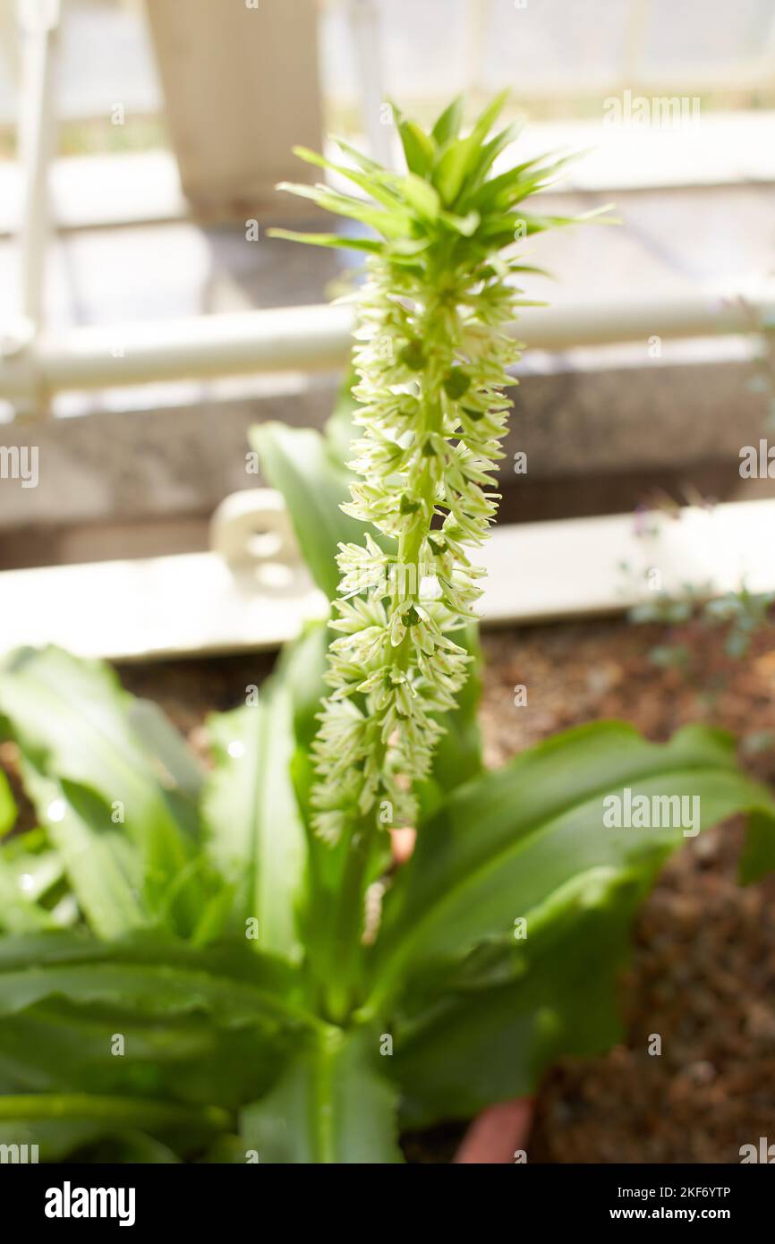 Yellow flowers of Eucomis autumnalis in the garden. Summer and spring ...