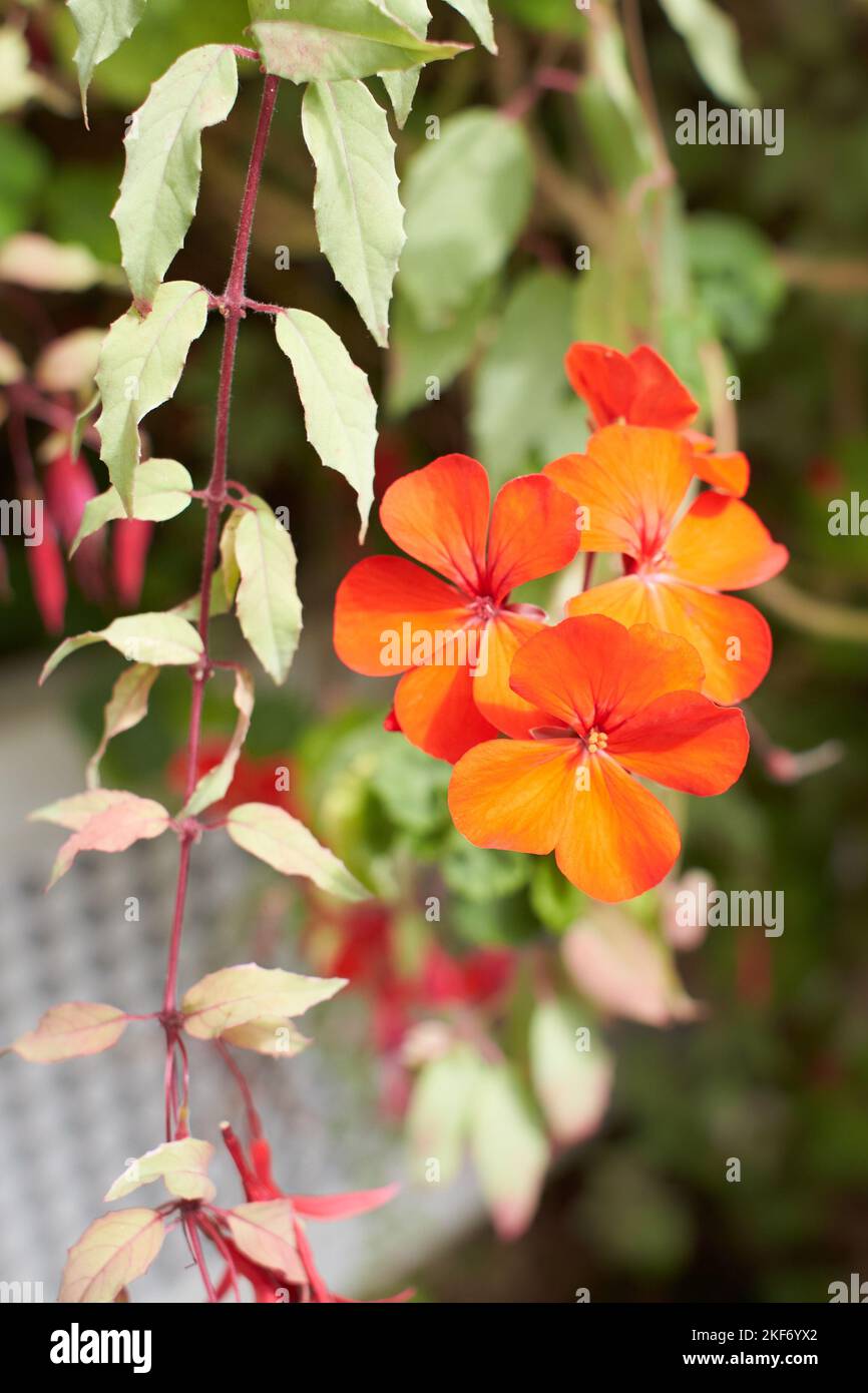 Red flowers of Geranium in the garden. Summer and spring time Stock ...