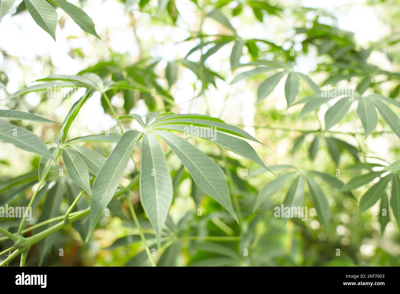 Cassava, Yuca, Mandioa, Manioc, Tapioca ,Sampou, ( Manihot esculenta (L ...
