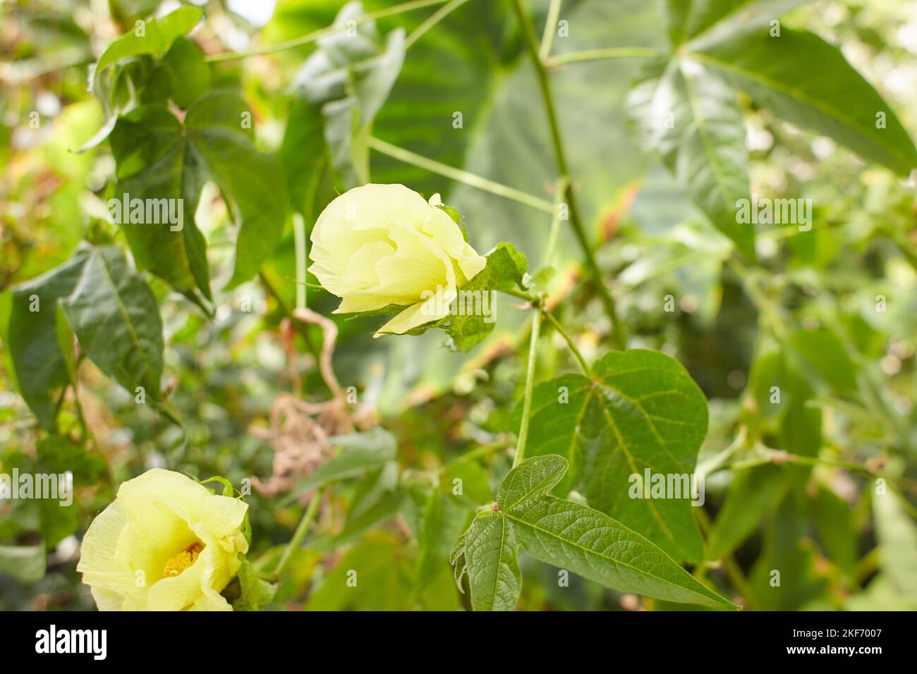 Yellow flowers of cotton gossypium barbadense in the garden. Summer and ...