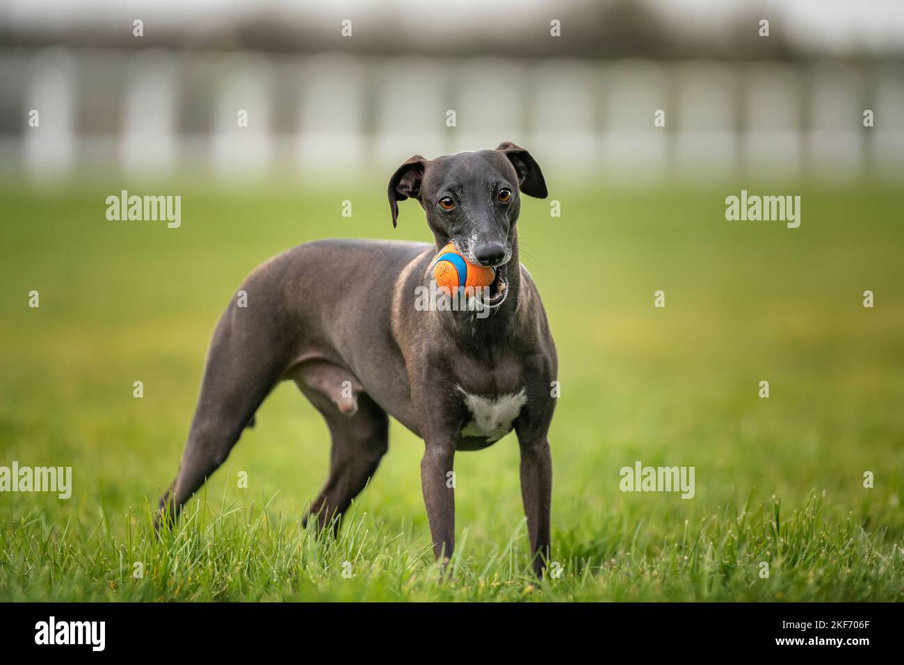 Italian Greyhound - chocolate brown in colour, holding his orange ball ...