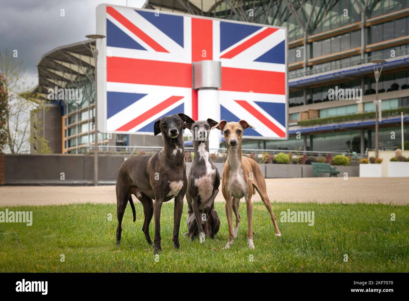 Three Italian Greyhounds standing on the grass with a Union Jack ...