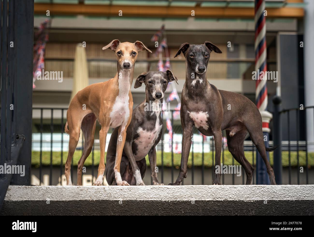 Three Italian Greyhounds standing at the top of the stairs all looking ...