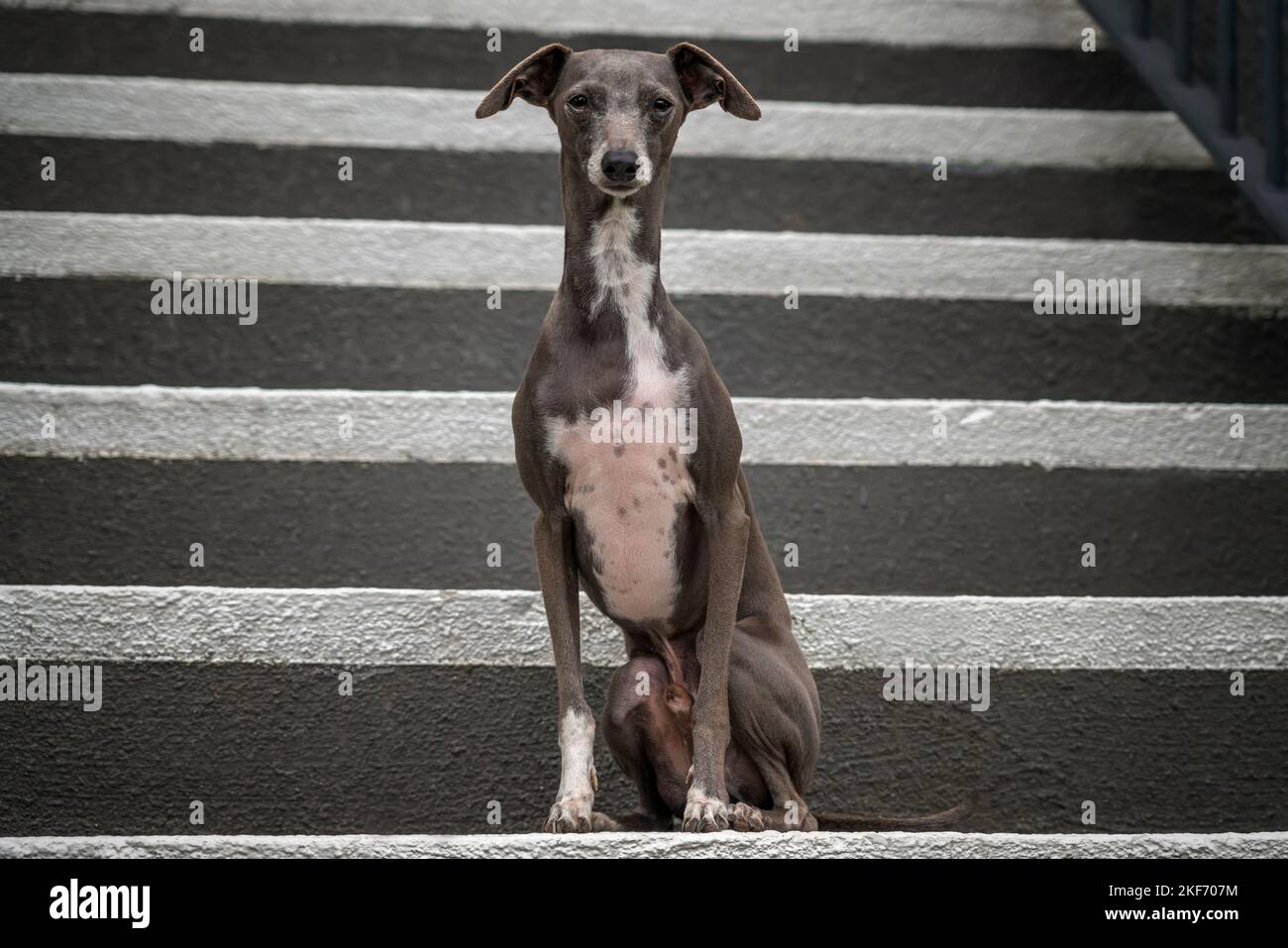 Italian Greyhound - grey brown in colour, standing on the stairs and ...