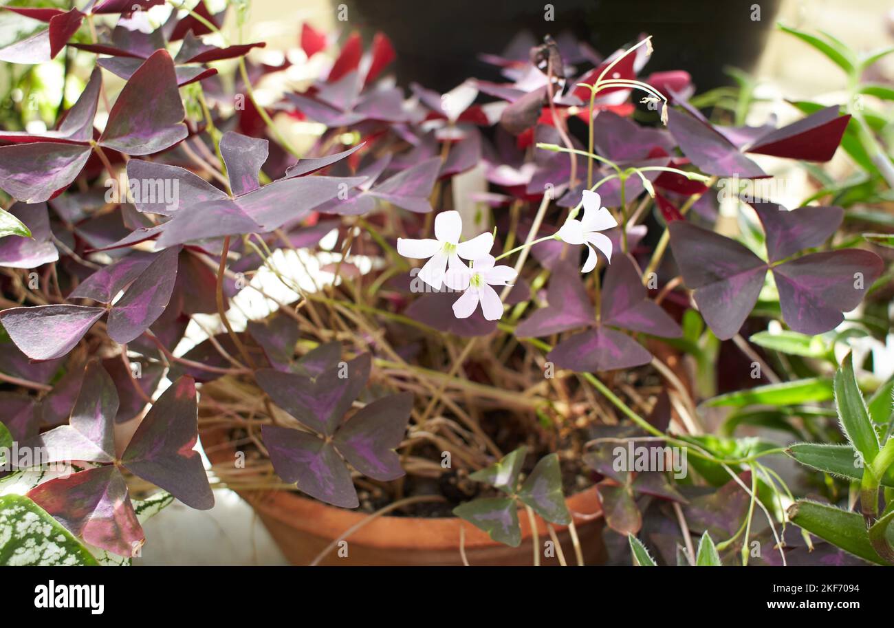 Purple shamrock flowers of oxalis triangularis in the garden. Summer ...